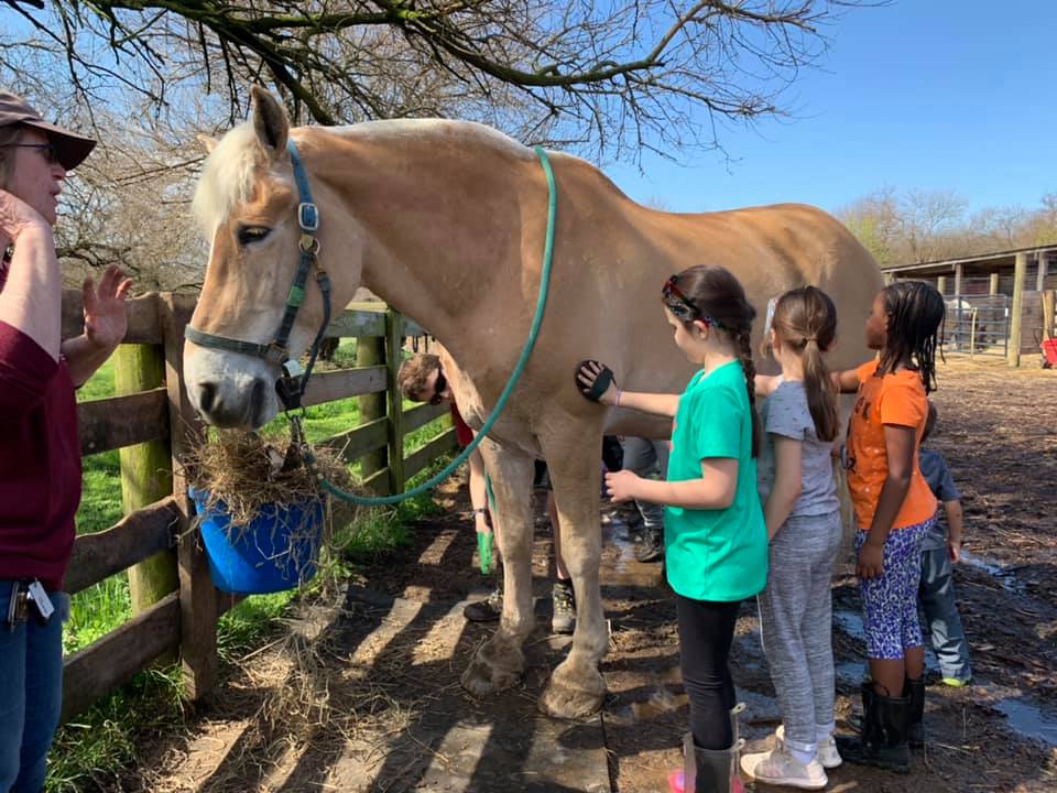 Calendar - Days End Farm Horse Rescue