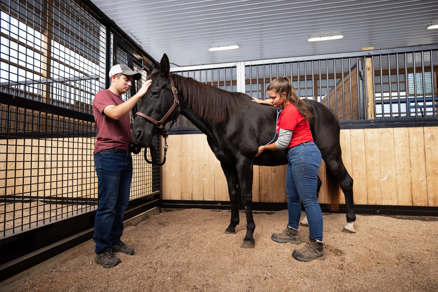 About - Days End Farm Horse Rescue