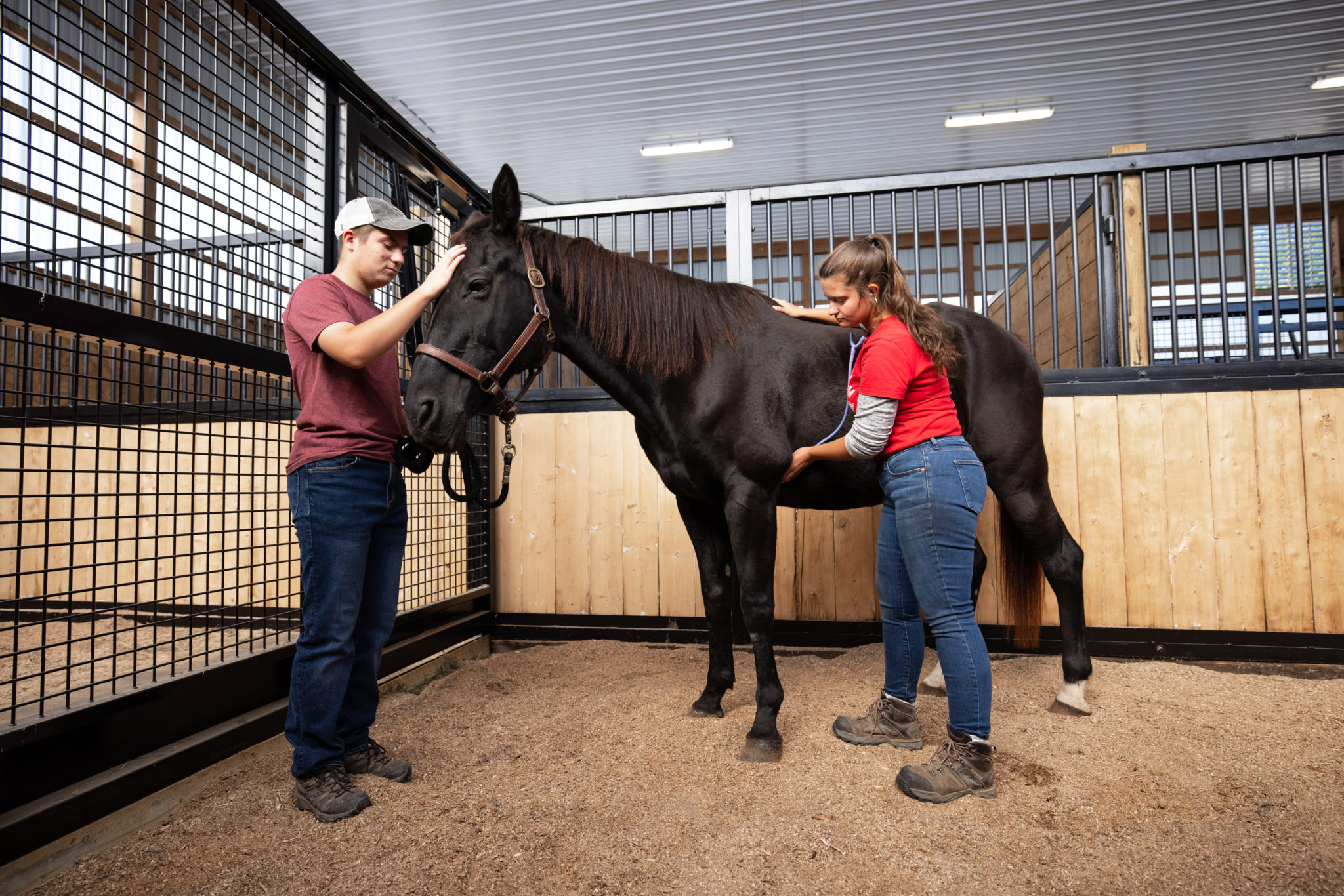 About - Days End Farm Horse Rescue
