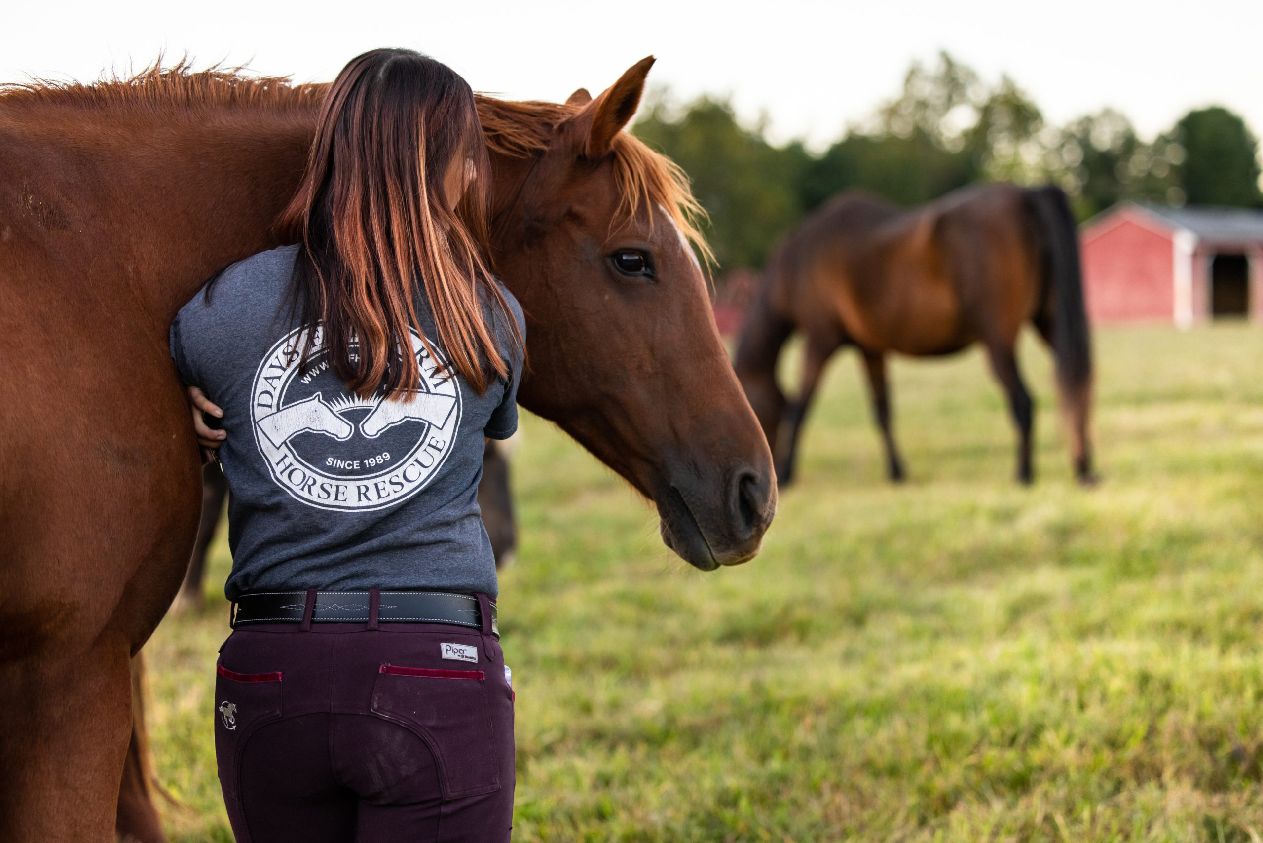 Adoption FAQ - Days End Farm Horse Rescue