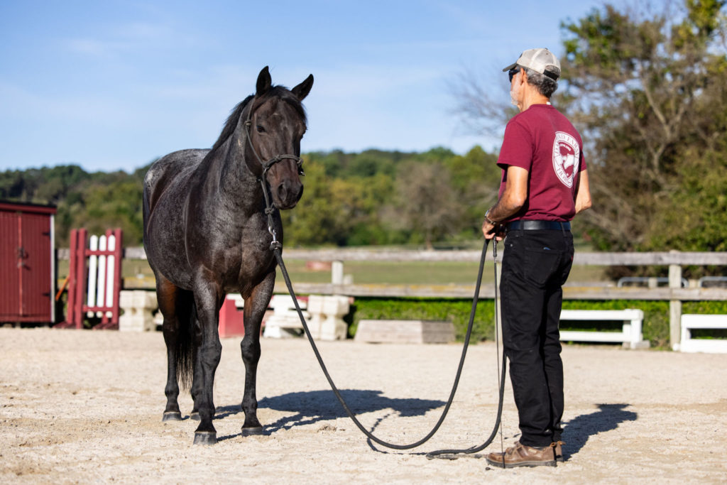 Horses in Rehabilitation - Days End Farm Horse Rescue