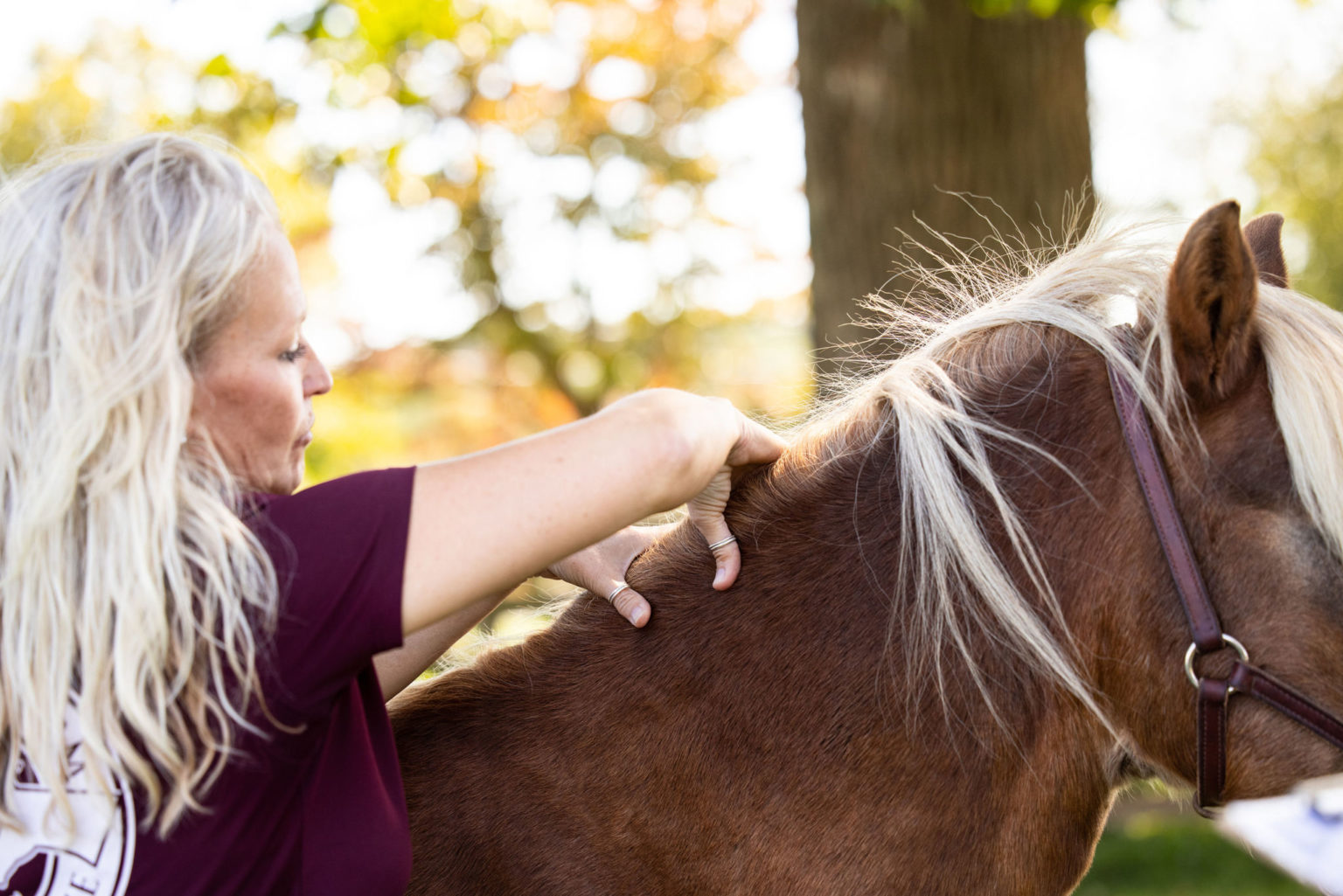 Horses in Rehabilitation - Days End Farm Horse Rescue
