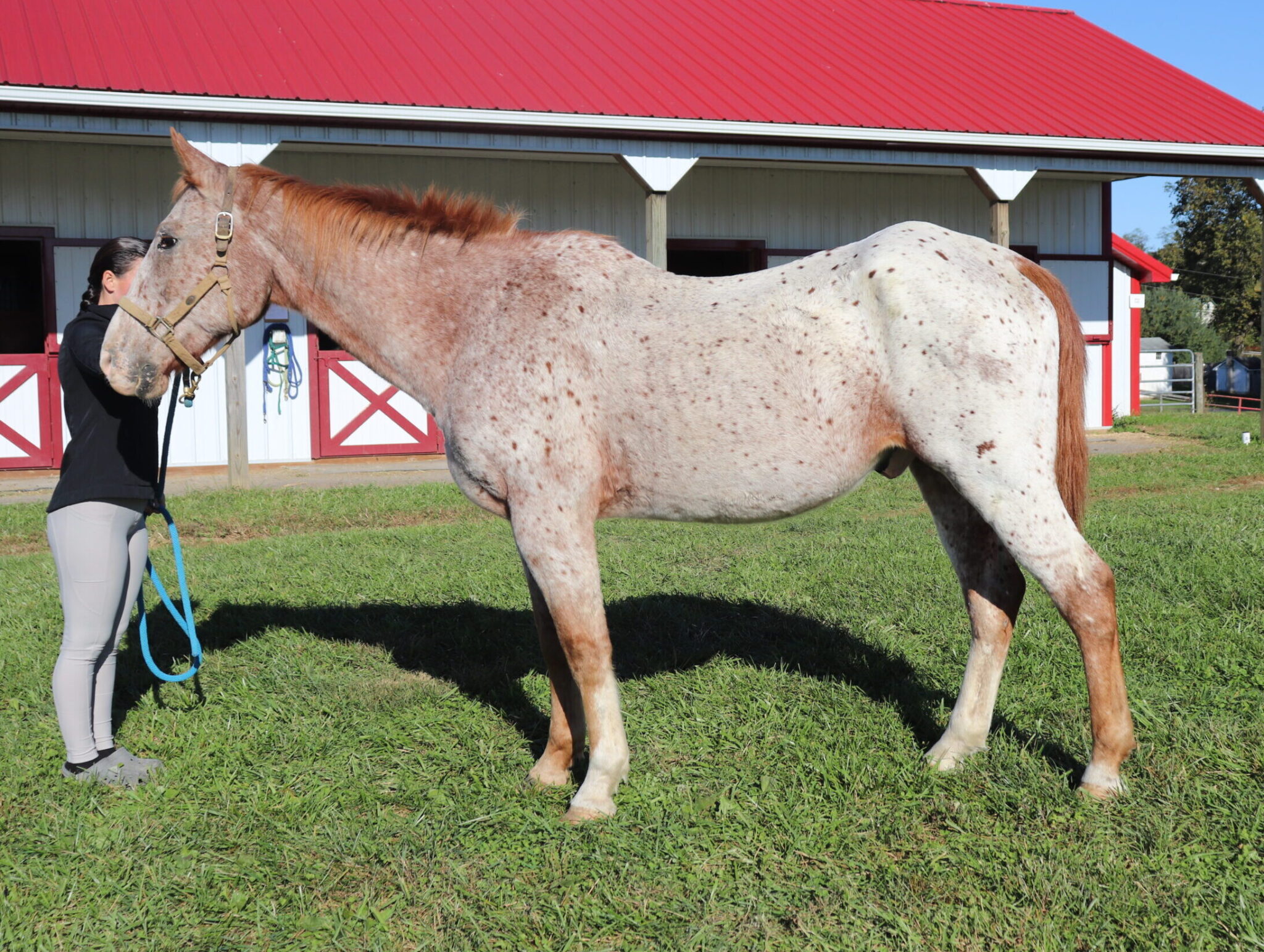 Gizzy Gizmo - Days End Farm Horse Rescue